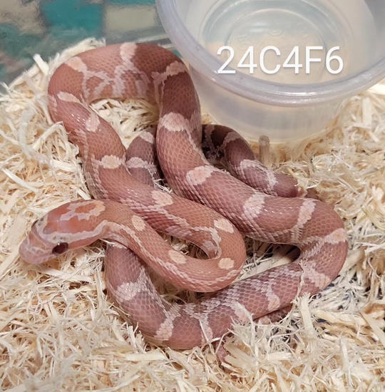 Orchid Stripe Project Pair Corn Snake by Chris Nicholas Reptiles