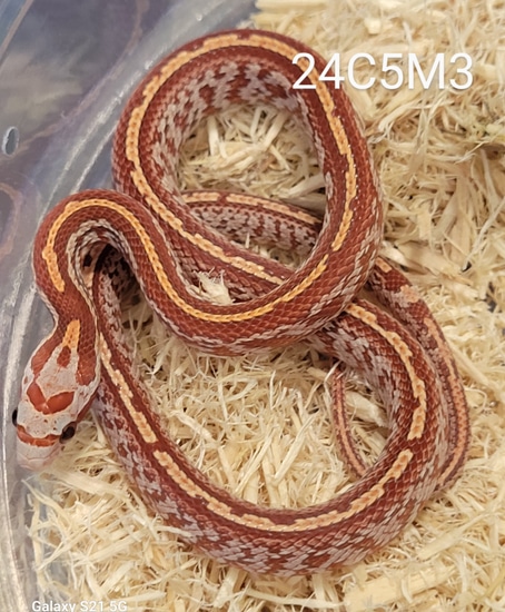 Bloodred Orchid Tessera Project Trio Corn Snake by Chris Nicholas Reptiles
