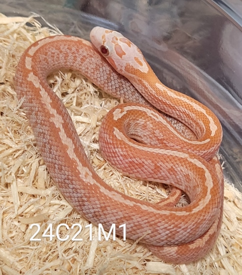 Peach Plasma Tessera Het Hypo Amel Corn Snake by Chris Nicholas Reptiles