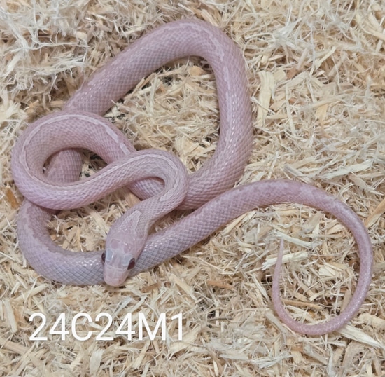 Peach Hypo Bloodred Lavender Charcoal Tessera Het Amel Corn Snake by ...