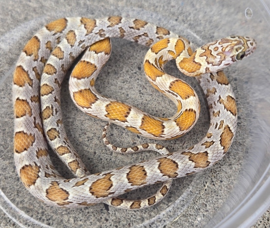 Lemon Miami Het Bloodred 50% Cinder Corn Snake by Chris Nicholas Reptiles