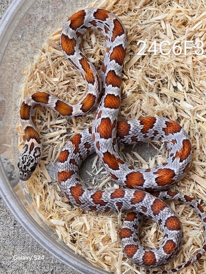 Miami Sunkissed Het Amel Caramel 66% Cinder 50% Hypo Corn Snake by Chris Nicholas Reptiles