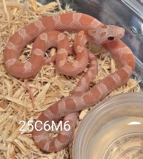 Peach Hypo Plasma Het Amel, Charcoal 50% Caramel Corn Snake by Chris Nicholas Reptiles