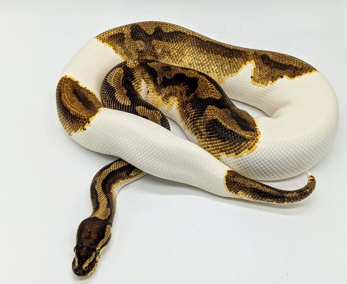 Enchi Yellowbelly Pied Ball Python by Project Pied - MorphMarket