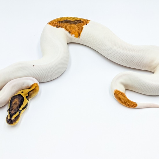 Black Pastel Fire Enchi Poss YB Pied Ball Python by Project Pied