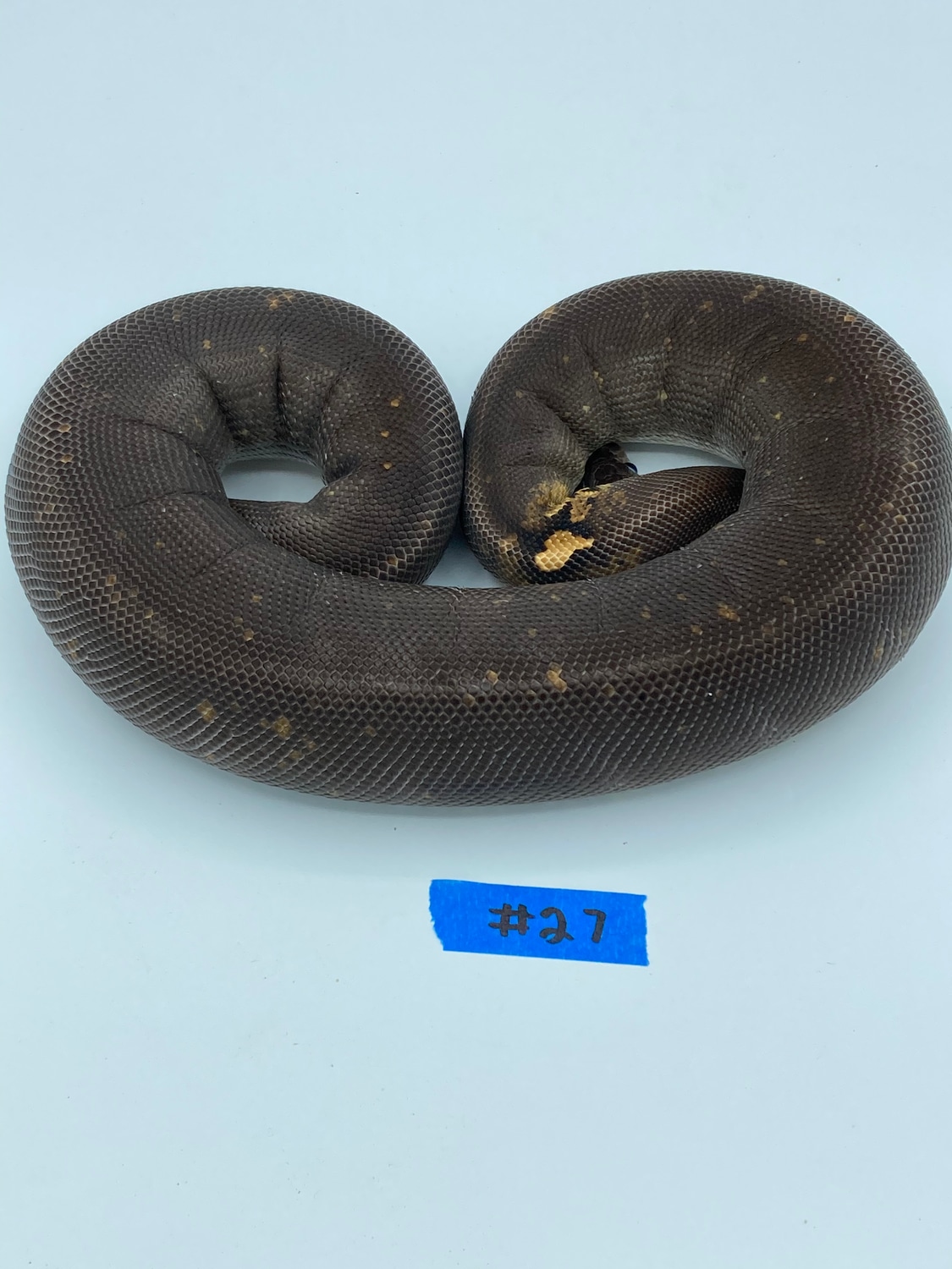 8ball Het Pied Ball Python by C.R.Reptiles - MorphMarket