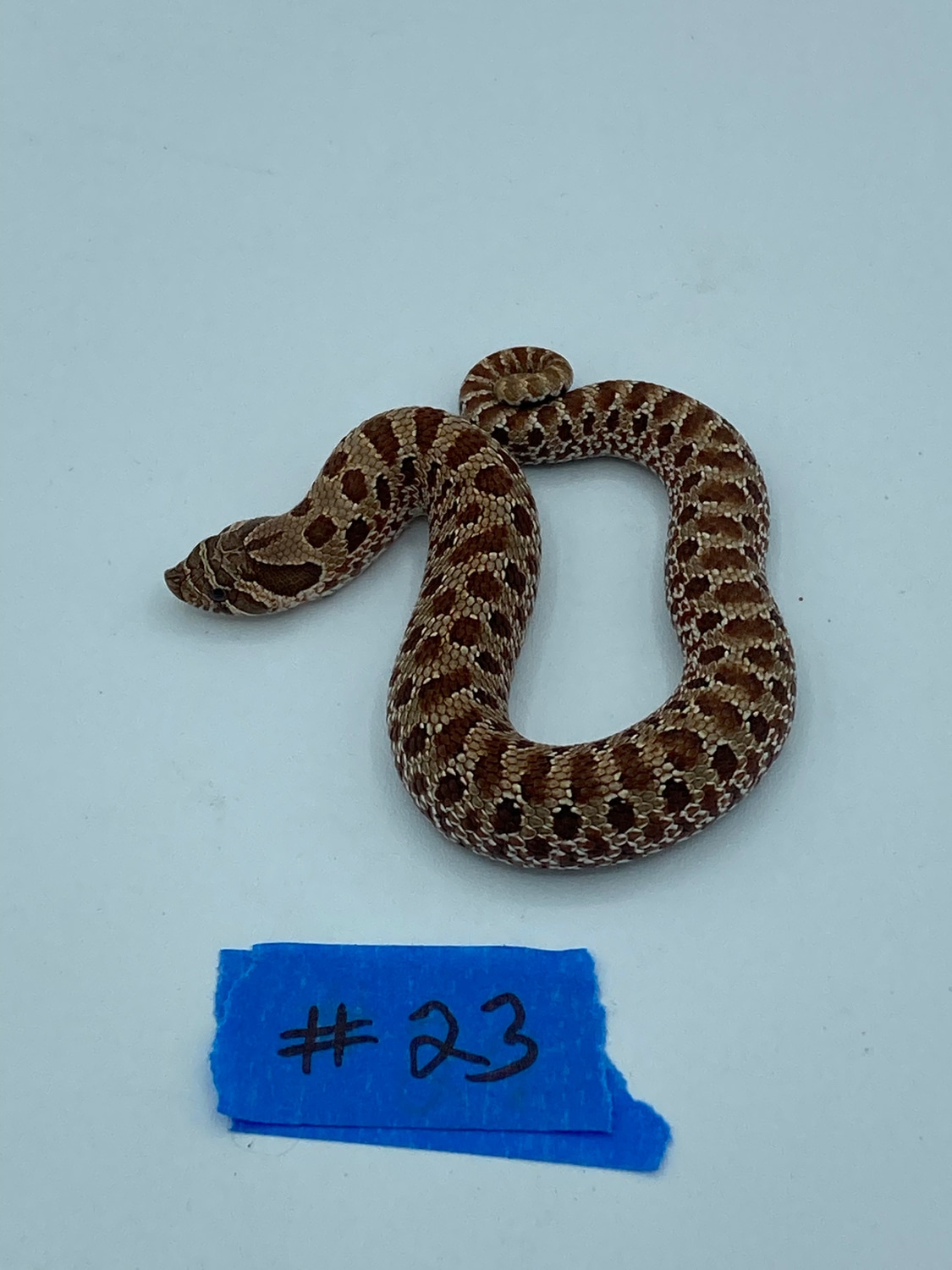 Het Albino 66% Het Axanthic Western Hognose by C.R.Reptiles - MorphMarket