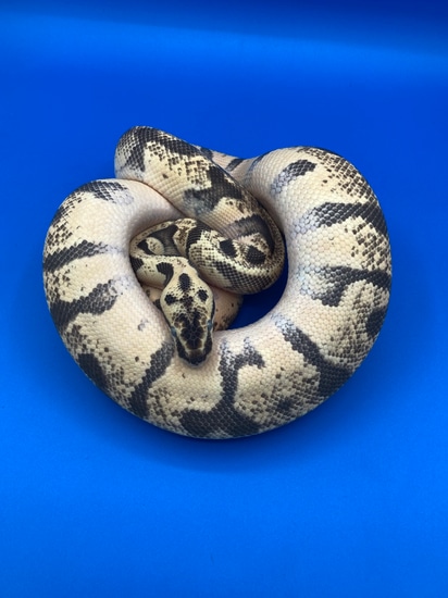 Super Pastel Super Enchi Ball Python by C.R.Reptiles