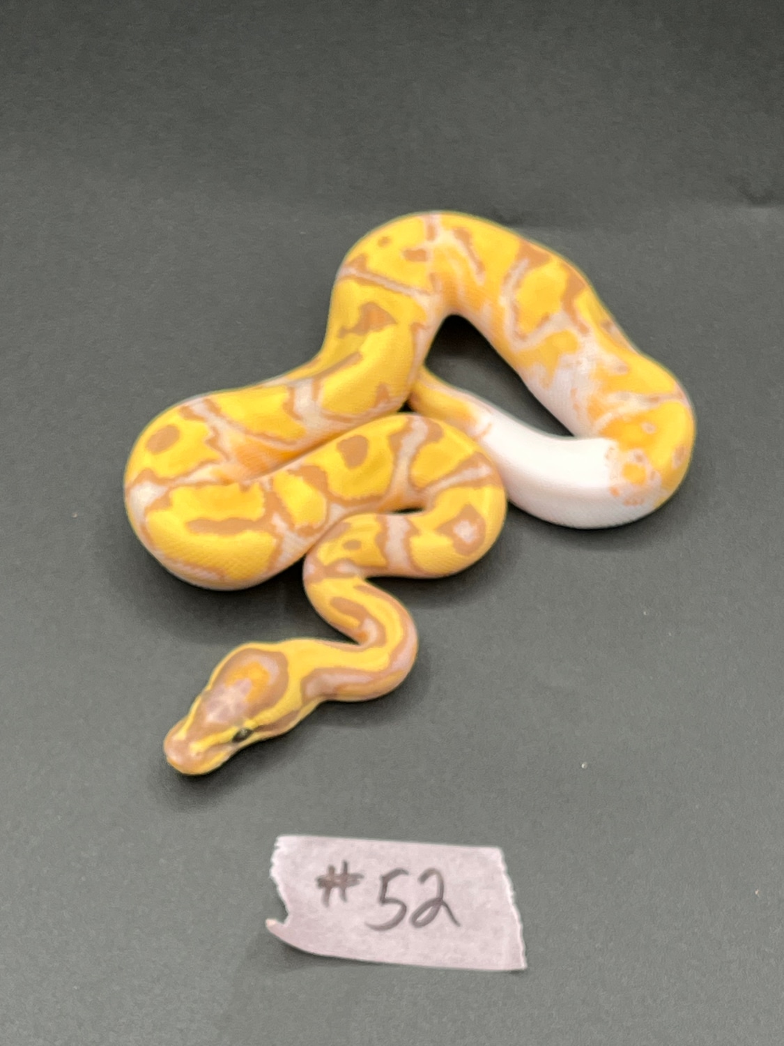 Banana Enchi Piebald Ball Python by C.R.Reptiles - MorphMarket