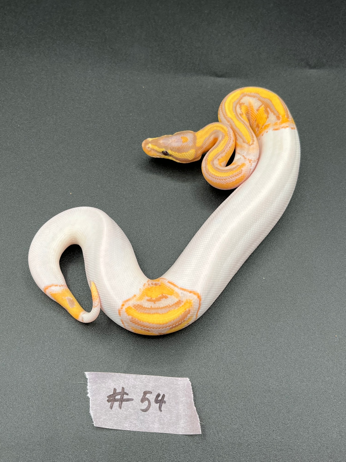 Banana Piebald Ball Python by C.R.Reptiles - MorphMarket