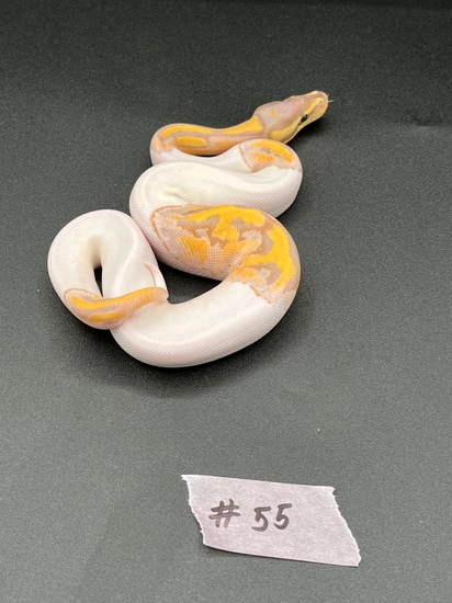 Banana Piebald Ball Python by C.R.Reptiles