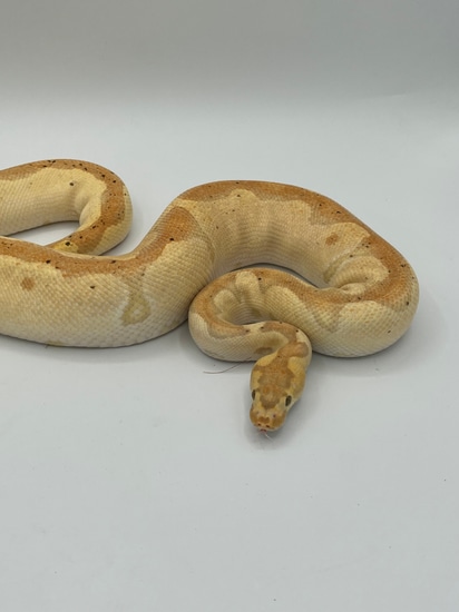 Banana Enchi Blade Clown Ball Python by C.R.Reptiles
