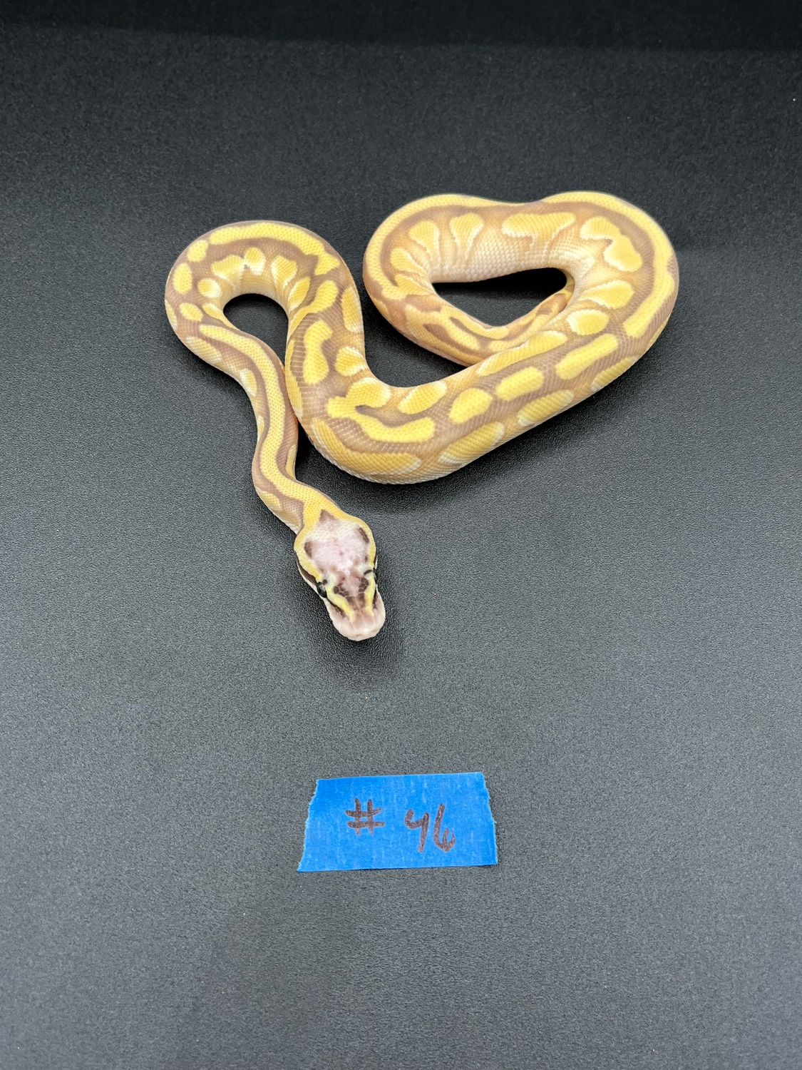 Super Pastel Enchi Lesser Ball Python by C.R.Reptiles - MorphMarket