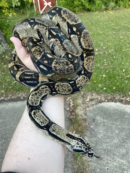 Adult Male BCL Peruvian Long-Tailed Boa Constrictor by Reeves Exotics