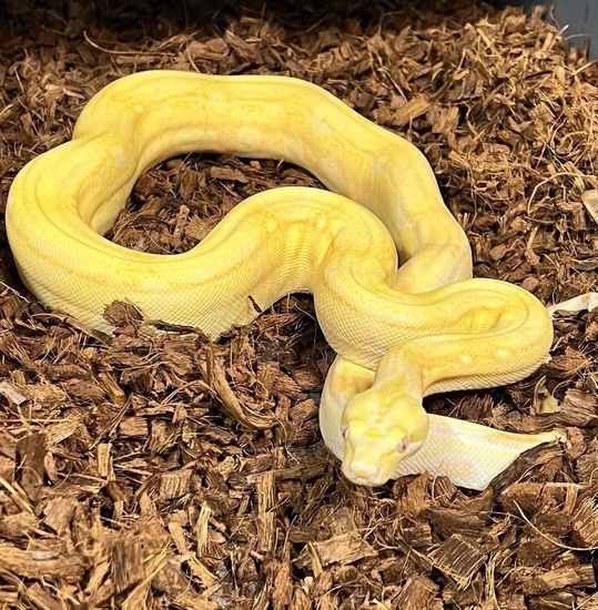Albino Arabesque Boa Constrictor by Reeves Exotics