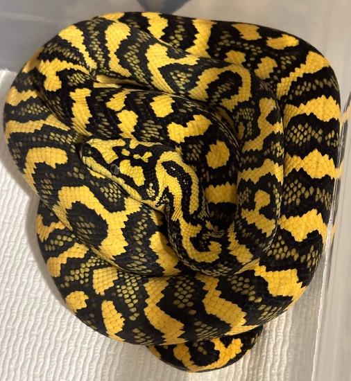 Gamma Jungle Carpet Python by Reeves Exotics