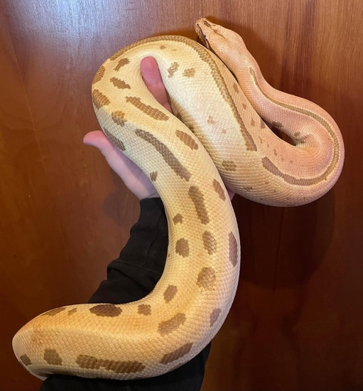 T+ Albino 007 Het Hypo Blood Python by Reeves Exotics