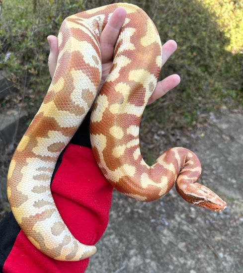 “Oddball” T+ Albino Blood Python by Reeves Exotics
