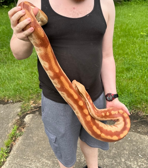 Large T+ Albino Blood Python by Reeves Exotics