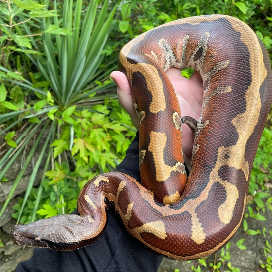 CBE Stripe Het T- Blood Python by Reeves Exotics