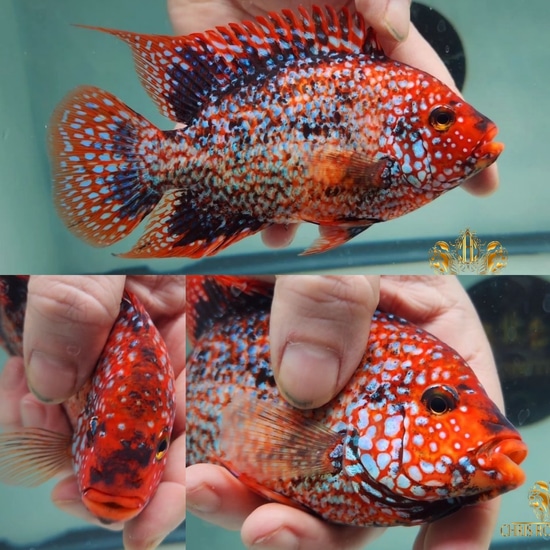 Super Red Texas New World by ChrisRoundsCichlids