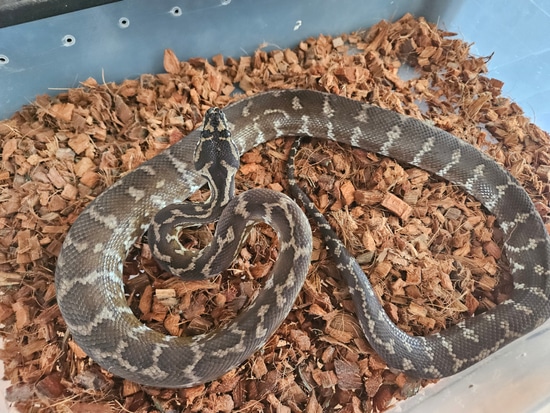 Proven Breeder 2012 Male Papuan Carpet Python Irian Jaya Carpet Python ...