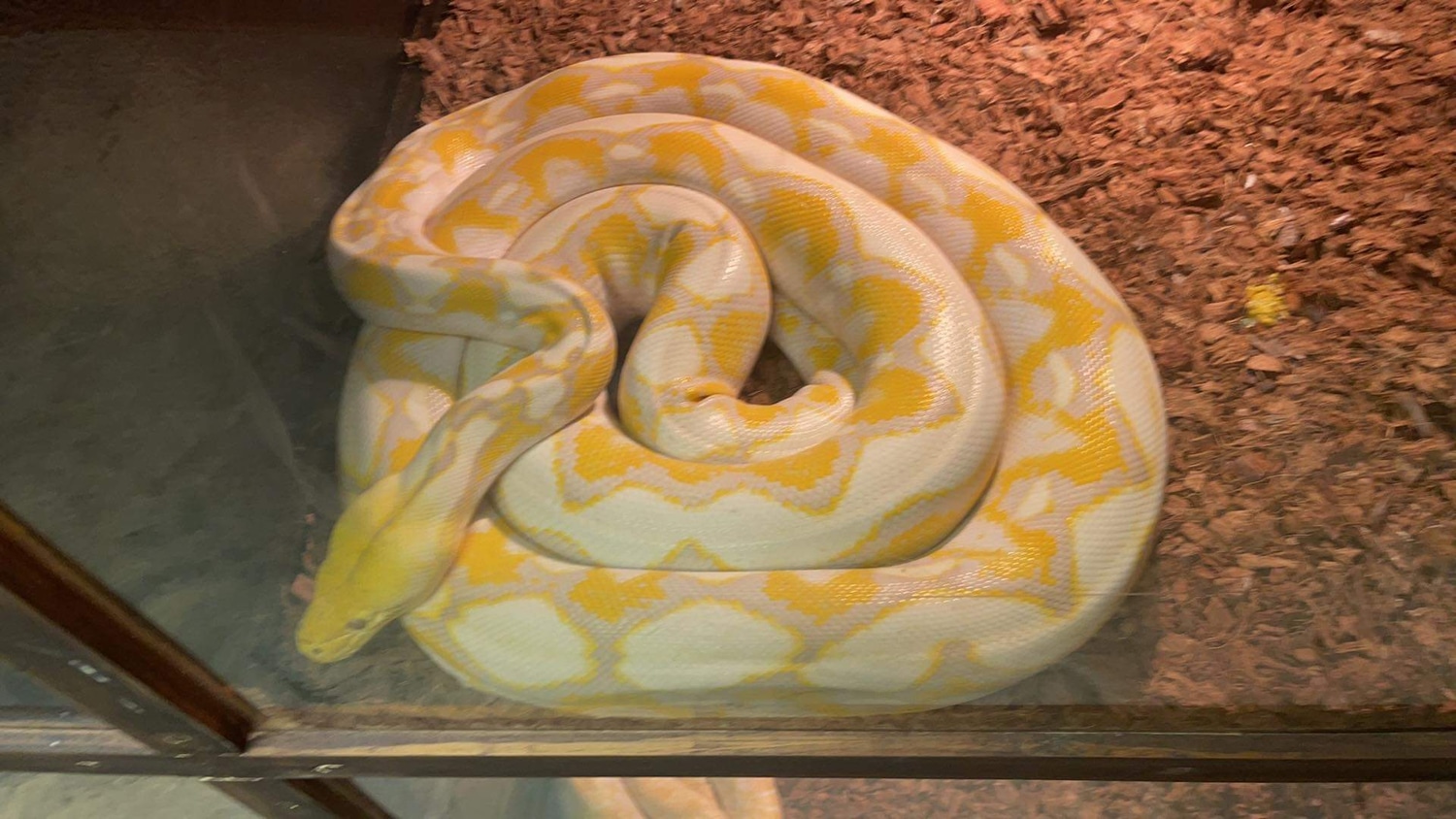Lavender Sunfire Reticulated Python by Scheuerman's Exotics - MorphMarket