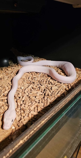 Super Phantom Jaguar Reticulated Python by Scheuerman's Exotics