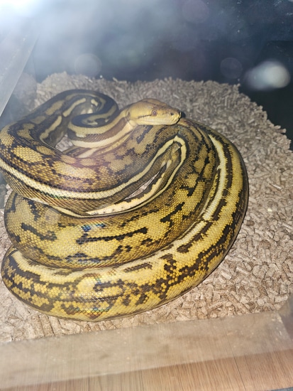 Phantom Tiger DH Genetic Stripe, Purple Albino Reticulated Python by ...