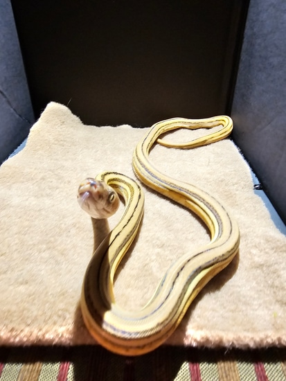 2024 1.0 Phantom Sun Super Tiger 50% Het Pied Reticulated Python by ...