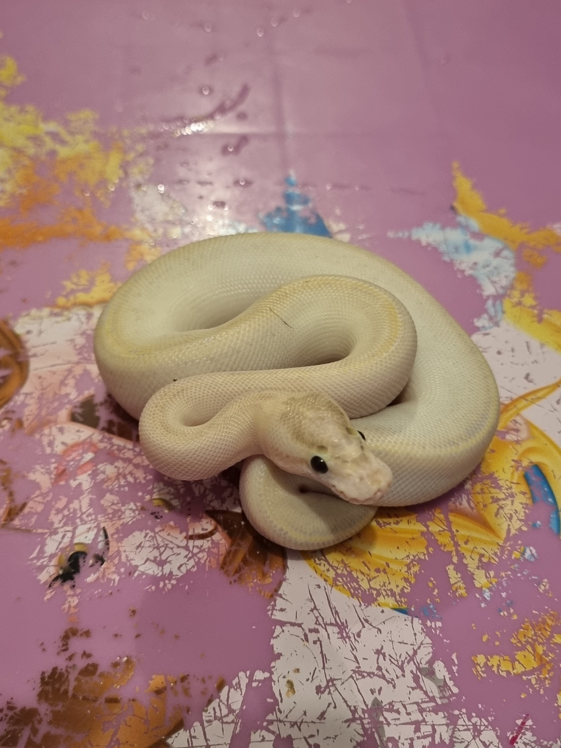 Ivory Ball Python by CD Royals - MorphMarket