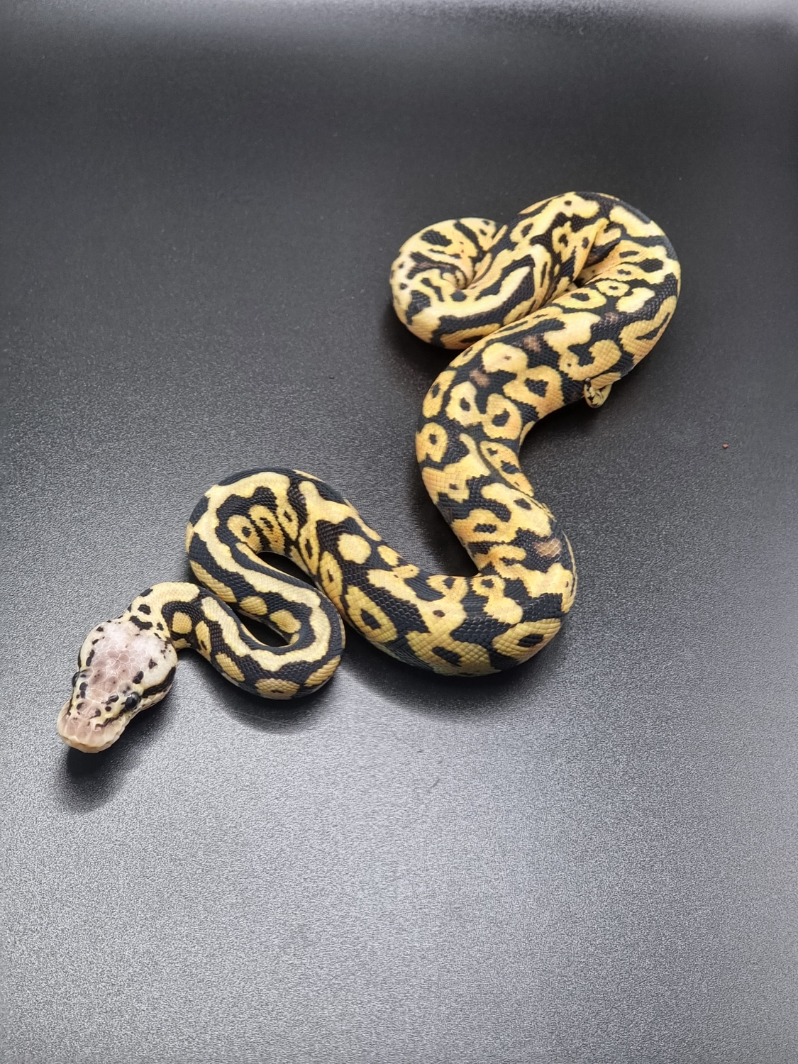 Pastel Spotnose Het Clown Ball Python by CD Royals - MorphMarket