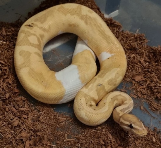 Coral Glow Pied Ball Python by CD Royals