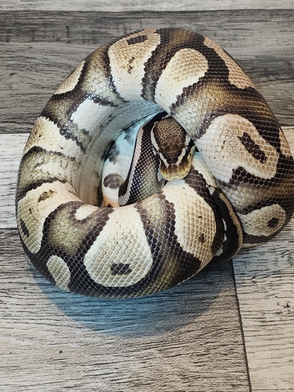 Pastel Chocolate Het Clown Ball Python by CD Royals