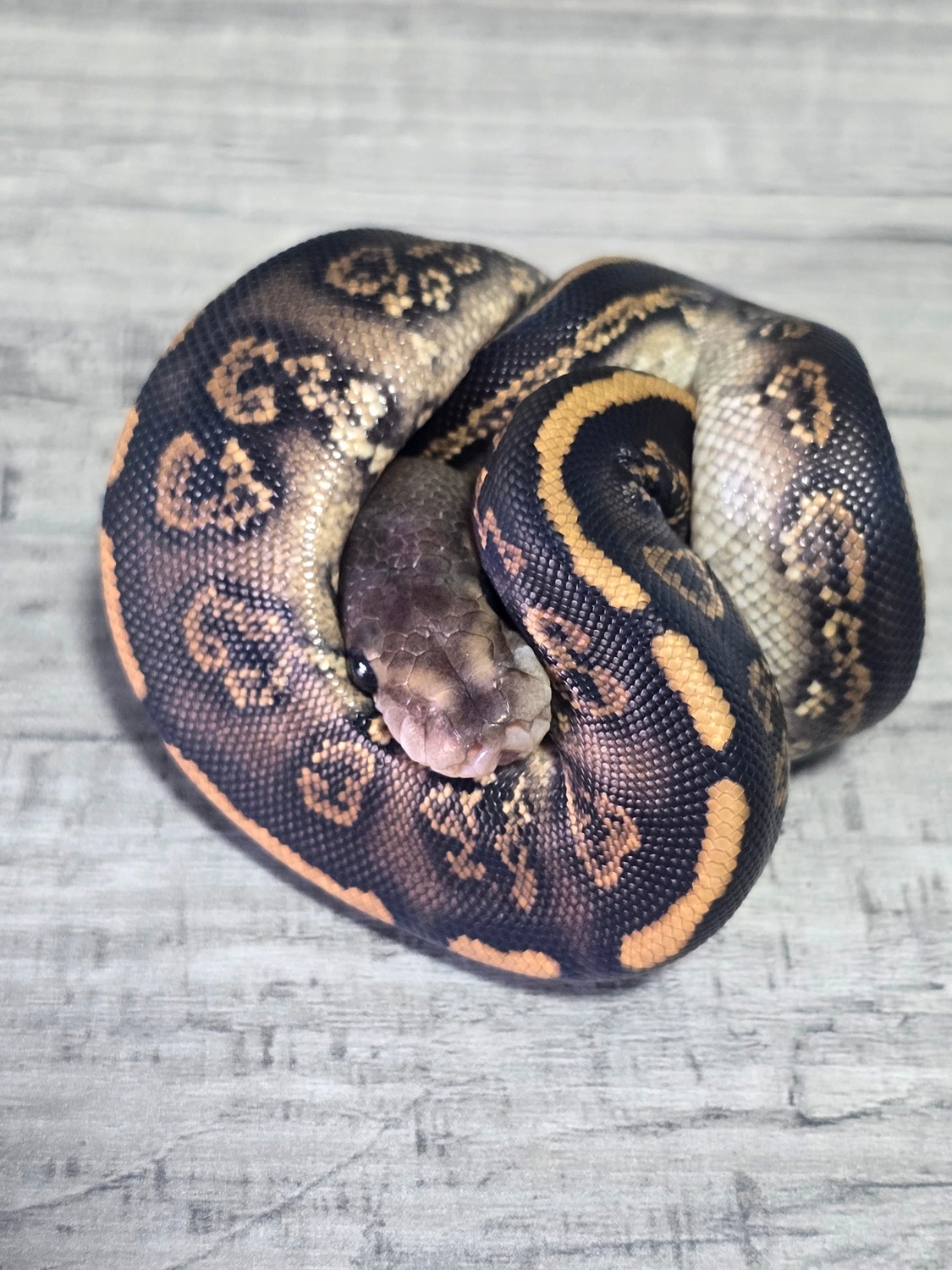 CD Royals's Collection - MorphMarket