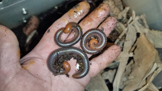 Spirostreptus Servatius "firehead Millipedes" by Chrissy's Cresties ...