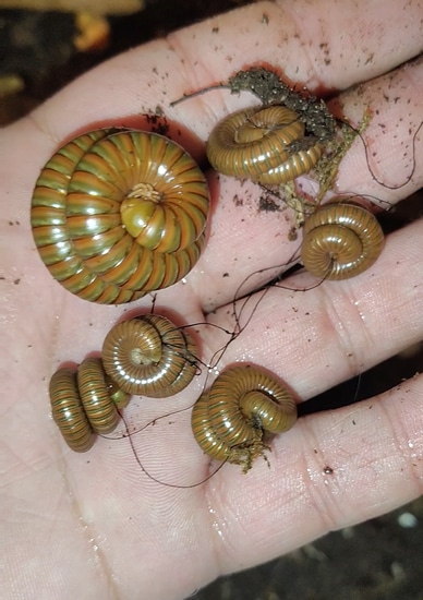 Spirostreptus Sp.1 Tanzanian Millipede by Chrissy's Cresties & Critters