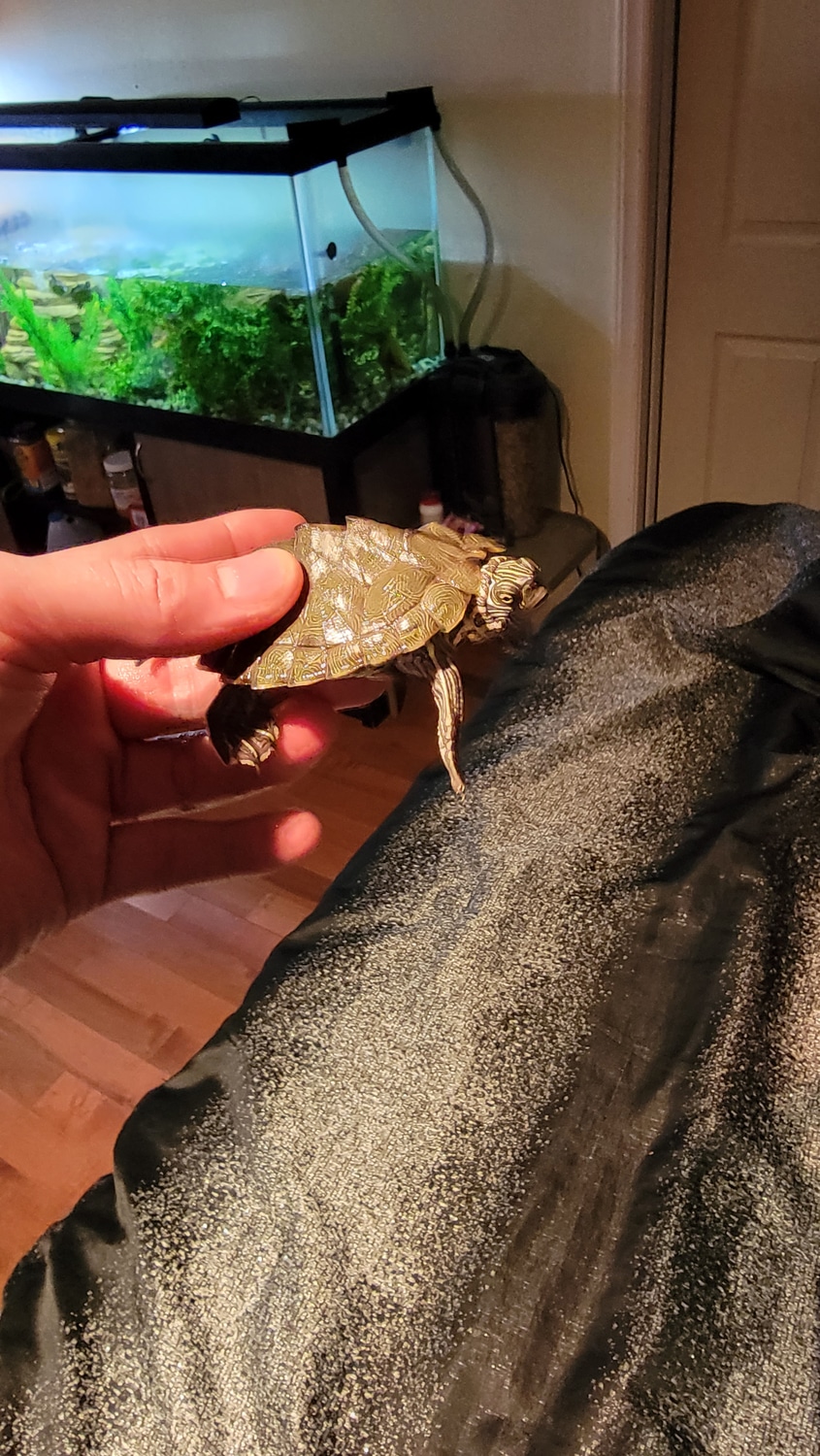 Cagles Map Turtle by Carolina_Morphs - MorphMarket