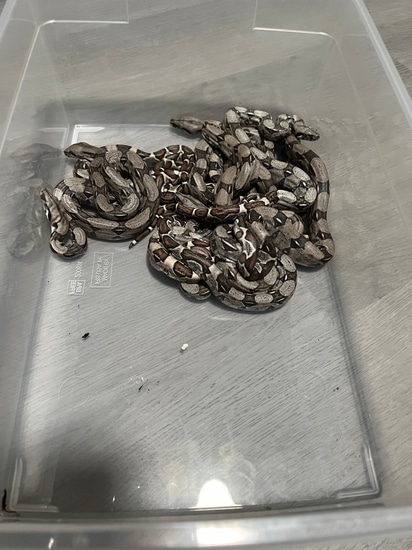 Hybrid Guyana Jungle Het Sterling Het Anery Type 1 Boa Constrictor by ...