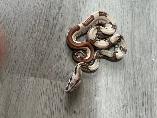 Hybrid Guyana Bci Hypo Jungle Pos Het Sterling 50% Het Anery Type 1 Boa ...