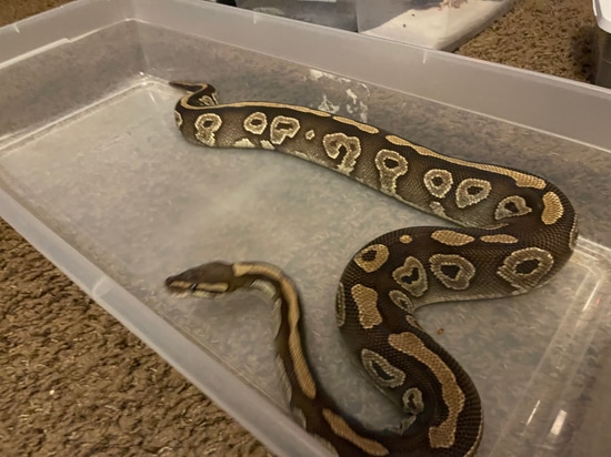 RTB MOJAVE Ball Python by Reptiles N Paradise