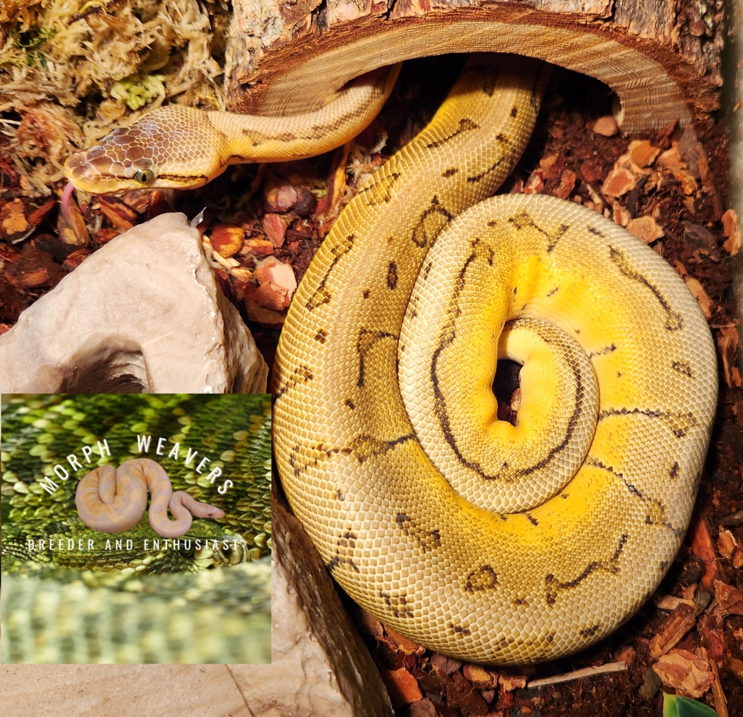 Orange Dream Lemonblast Ball Python by Morph Weavers - MorphMarket