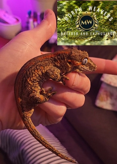 Red Stripe Gargoyl Female Adult Gargoyle Gecko by Morph Weavers