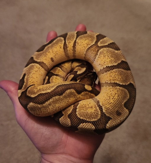Fire Enchi (BOGO) Ball Python by Morph Weavers