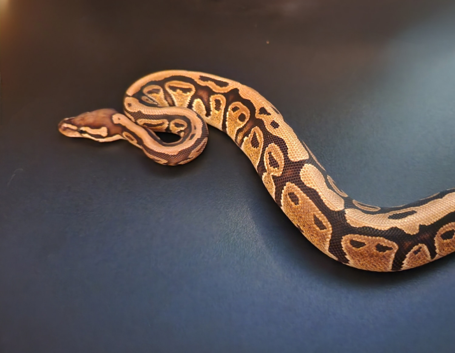 Vanilla Arroyo Ball Python by Morph Weavers - MorphMarket