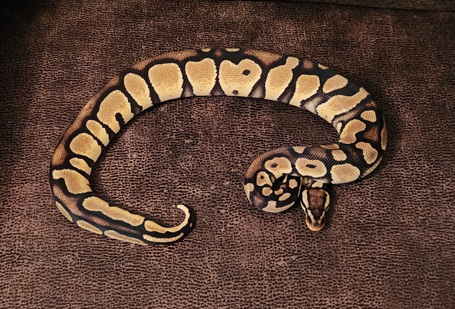 Pastel Chocolate Ball Python by Morph Weavers - MorphMarket