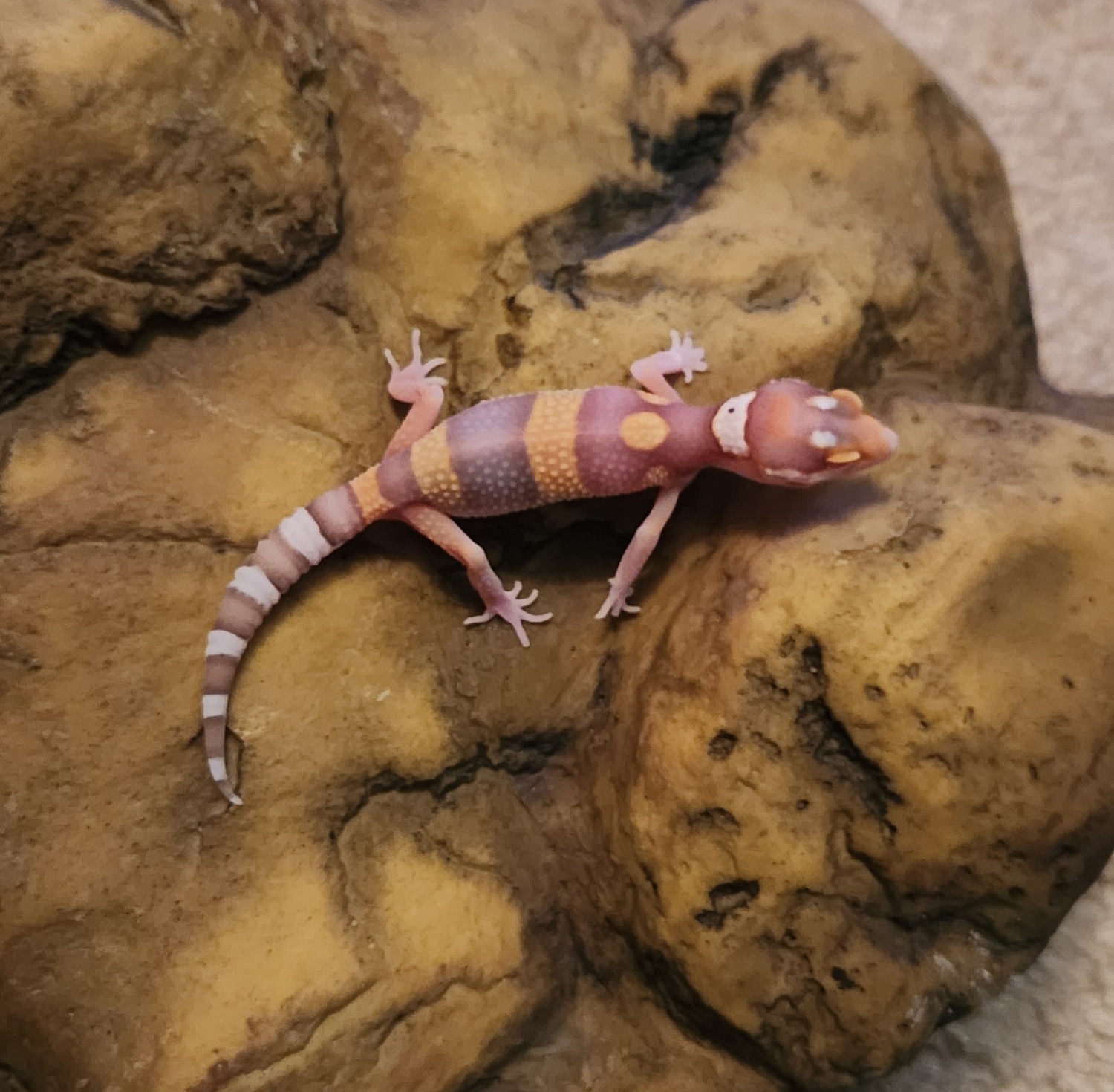 Tangerine Lavender Bell Albino Leopard Gecko by Morph Weavers - MorphMarket