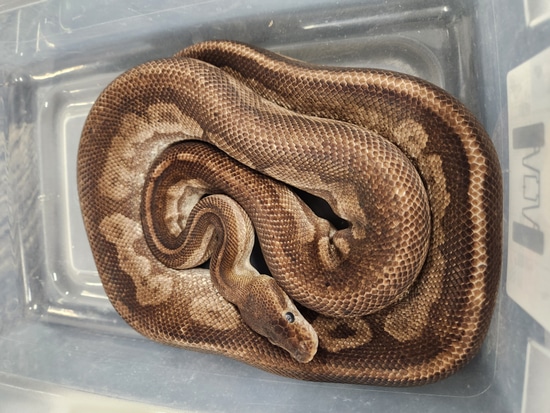 Pastel Cinnamon Mojave Proven Ball Python by Morph Weavers
