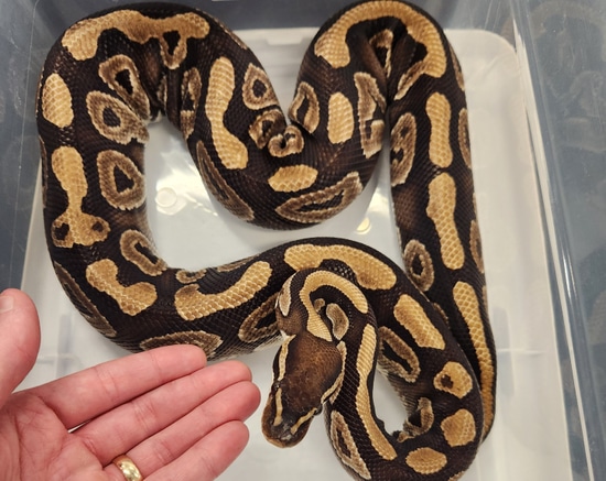 Proven Mystic Ball Python by Morph Weavers