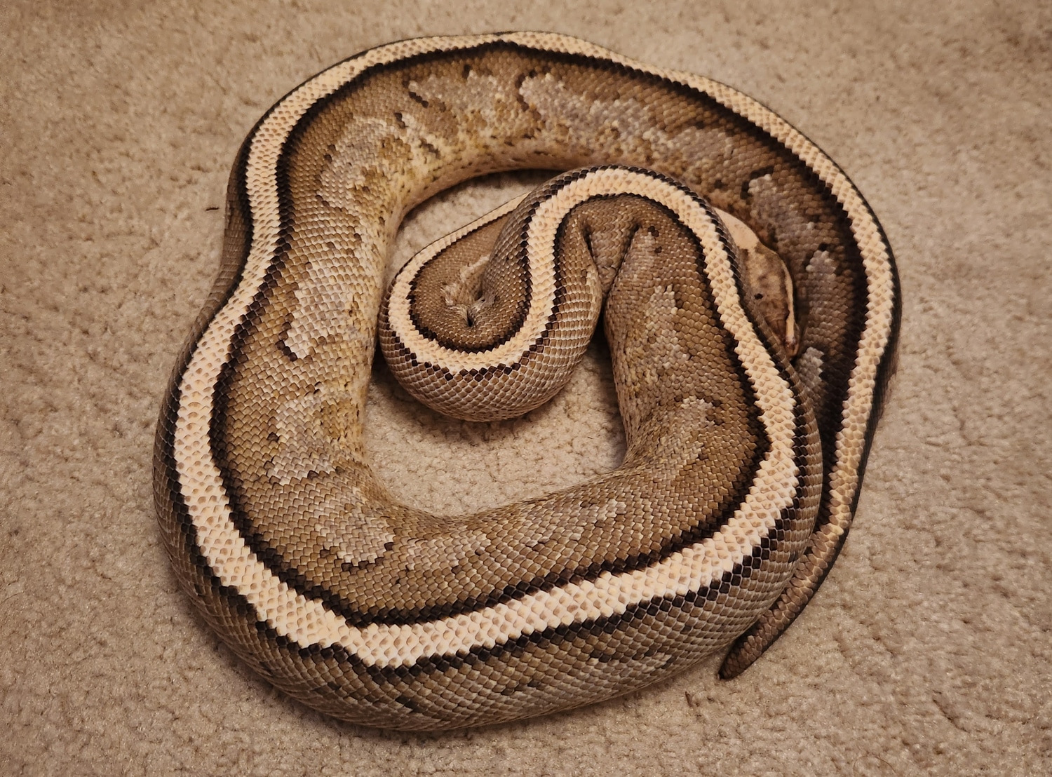 Superstripe Proven Ball Python by Morph Weavers - MorphMarket